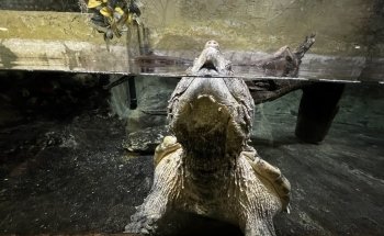 Reptilia Whitby: Information, Tickets and Reviews