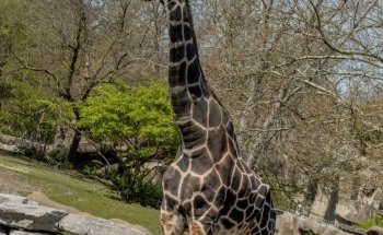 Detroit Zoo, Royal Oak, MI: Information, Tickets and Reviews