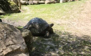 Riverbanks Zoo & Garden, Columbia, SC: Information, Tickets and Reviews