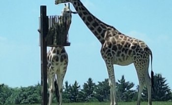 Brantford Twin Valley Zoo Ltd.: Information, Tickets and Reviews