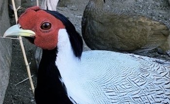 Buin Zoo: Información, Entradas y Opiniones