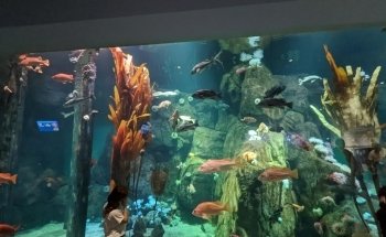 Point Defiance Zoo & Aquarium, Tacoma, WA: Information, Tickets and Reviews