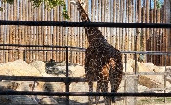 ABQ BioPark Zoo, Albuquerque, NM: Information, Tickets and Reviews