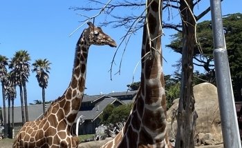 San Francisco Zoo: Information, Tickets and Reviews