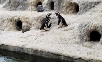 San Francisco Zoo: Information, Tickets and Reviews