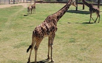 Wildlife World Zoo, Aquarium & Safari Park, Litchfield Park, AZ ...