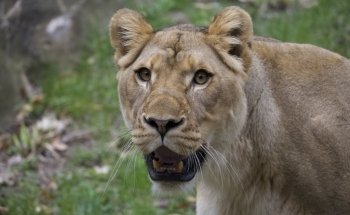 John Ball Zoo, Grand Rapids, MI: Information, Tickets and Reviews