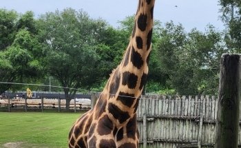Wild Adventures, Valdosta, GA: Information, Tickets and Reviews