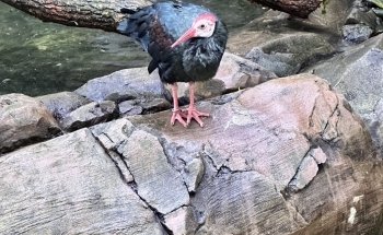 National Aviary, Pittsburgh, PA: Information, Tickets and Reviews