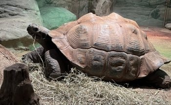 Akron Zoo: Information, Tickets and Reviews