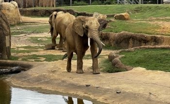 Birmingham Zoo: Information, Tickets and Reviews