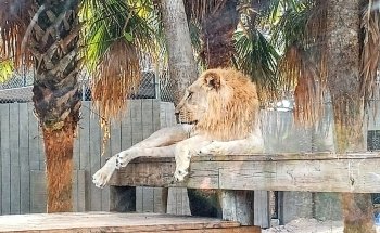 Naples Zoo at Caribbean Gardens: Information, Tickets and Reviews