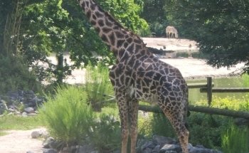 Virginia Zoo, Norfolk, VA: Information, Tickets and Reviews