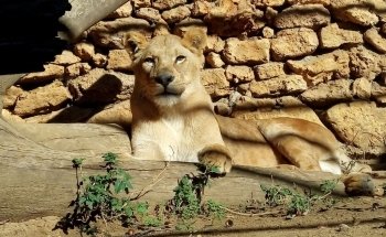 Zoo de Castellar, Castellar de la Frontera: Información, Entradas y ...
