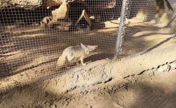 Zoo de Castellar, Castellar de la Frontera: Información, Entradas y ...