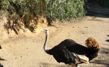 Zoo de Castellar, Castellar de la Frontera: Información, Entradas y ...