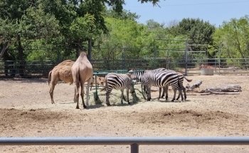 Animal World & Snake Farm Zoo, New Braunfels, TX: Information, Tickets ...