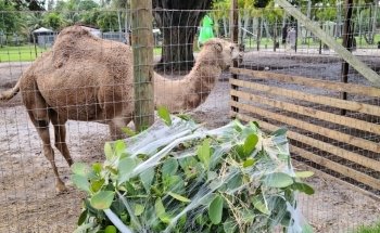 Animal EDventure Park & Safari, Boynton Beach, FL: Information, Tickets ...