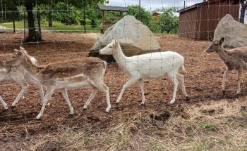 Lewis Adventure Farm & Zoo, New Era, MI: Information, Tickets and Reviews
