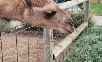 Lewis Adventure Farm & Zoo, New Era, MI: Information, Tickets and Reviews