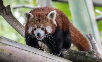 Maldon Promenade Zoo: Information, Tickets and Reviews