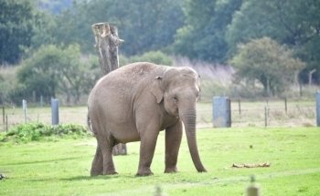 Woodside Animal Farm, Luton: Information, Tickets and Reviews