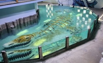 Houston Interactive Aquarium & Animal Preserve, Humble, TX: Information ...