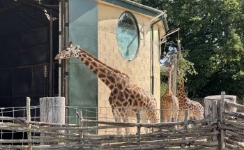 Wildheart Animal Sanctuary, Isle of Wight, Sandown: Information ...