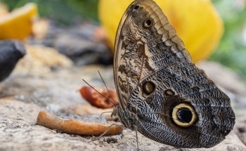 Tropical Butterfly House Wildlife Conservation Park, Sheffield ...
