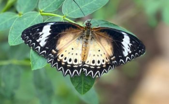 Tropical Butterfly House Wildlife Conservation Park, Sheffield ...