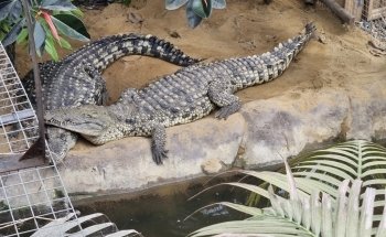 Hamerton Zoo Park, Huntingdon: Information, Tickets and Reviews