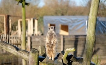 Hobbledown Adventure Farm Park and Zoo, Epsom: Information, Tickets and ...