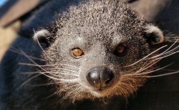 Hamerton Zoo Park, Huntingdon: Information, Tickets and Reviews