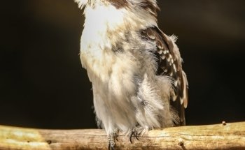 Hamerton Zoo Park, Huntingdon: Information, Tickets and Reviews