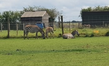 Hamerton Zoo Park, Huntingdon: Information, Tickets and Reviews
