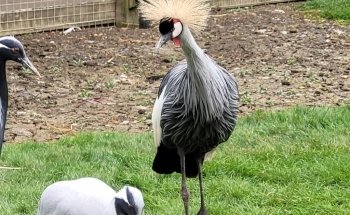 Hamerton Zoo Park, Huntingdon: Information, Tickets and Reviews