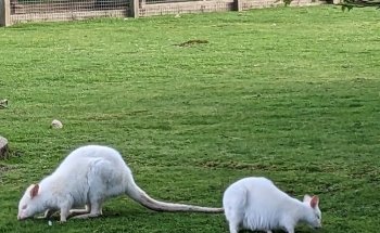 Hamerton Zoo Park, Huntingdon: Information, Tickets and Reviews