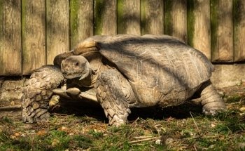 Hamerton Zoo Park, Huntingdon: Information, Tickets and Reviews