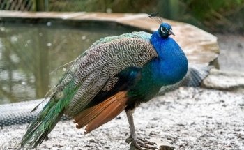 Exmoor Zoological and Conservation Centre, Barnstaple: Information ...