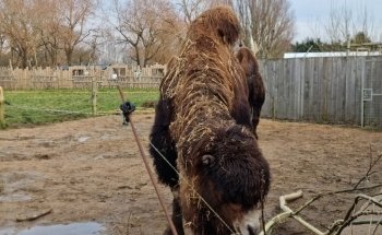 All Things Wild, Evesham: Information, Tickets and Reviews