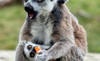 All Things Wild, Evesham: Information, Tickets and Reviews