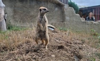 All Things Wild, Evesham: Information, Tickets and Reviews