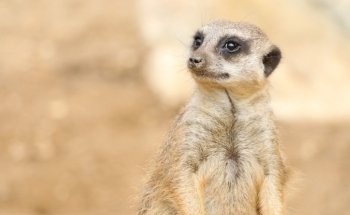 Amazon World Zoo, Sandown: Information, Tickets and Reviews