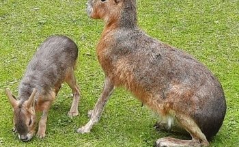 Amazona Zoo, Cromer: Information, Tickets and Reviews