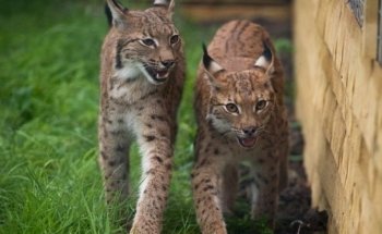 Woodside Animal Farm, Luton: Information, Tickets and Reviews