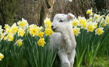 Hamerton Zoo Park, Huntingdon: Information, Tickets and Reviews