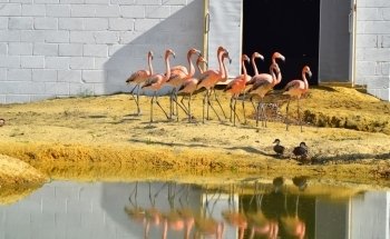 Woodside Animal Farm, Luton: Information, Tickets and Reviews