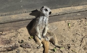 Shepreth Wildlife Park, Royston: Information, Tickets and Reviews