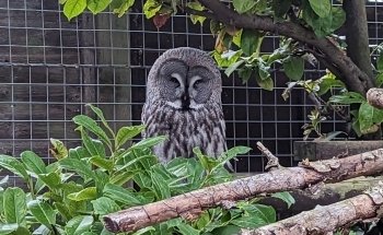 Shepreth Wildlife Park, Royston: Information, Tickets and Reviews