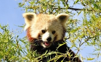 Hamerton Zoo Park, Huntingdon: Information, Tickets and Reviews
